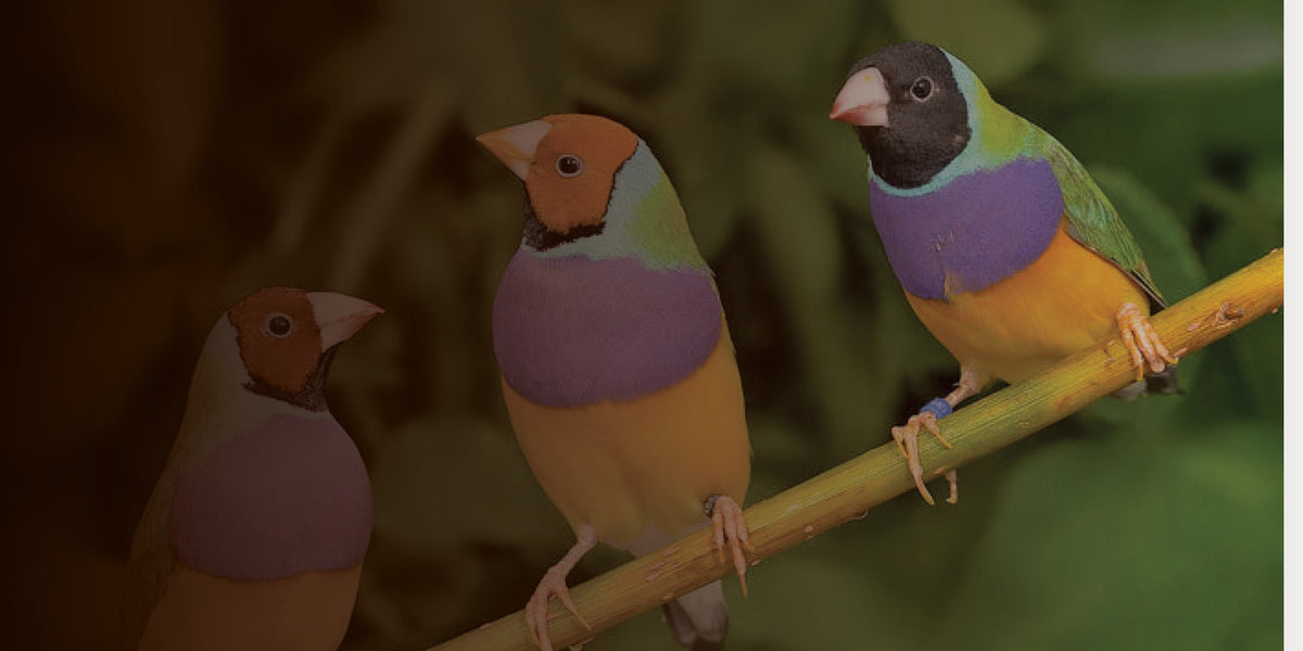 Morning Bird Kits – Morning Bird Products