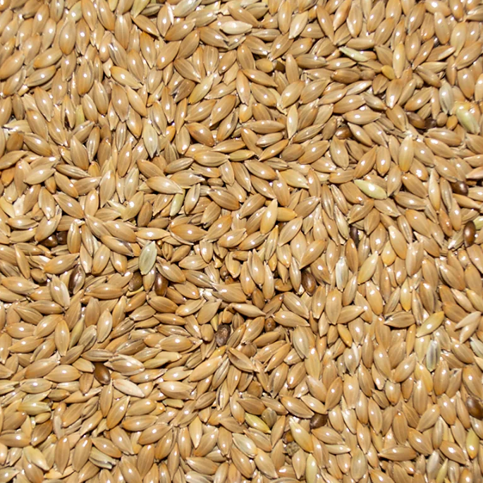 Canary Seed - Bird Seed – Morning Bird Products