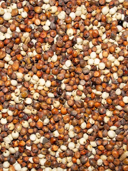 MILO SEED – Morning Bird Products